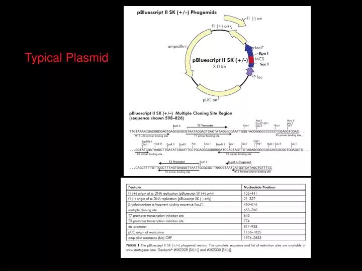 PPT - Typical Plasmid PowerPoint Presentation, free download - ID:1060241