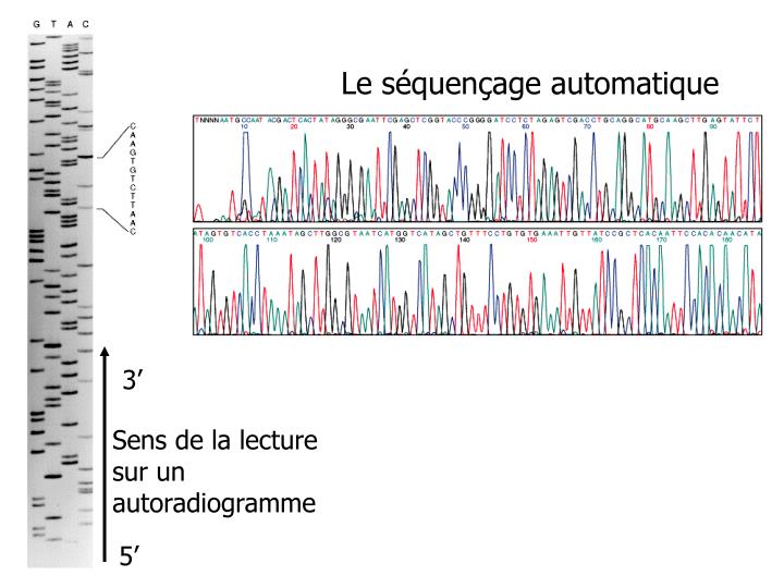 PPT - La méthode enzymatique de séquençage, dite de (Sanger; didésoxy ...