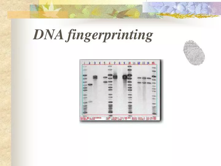 PPT - DNA fingerprinting PowerPoint Presentation, free download - ID ...