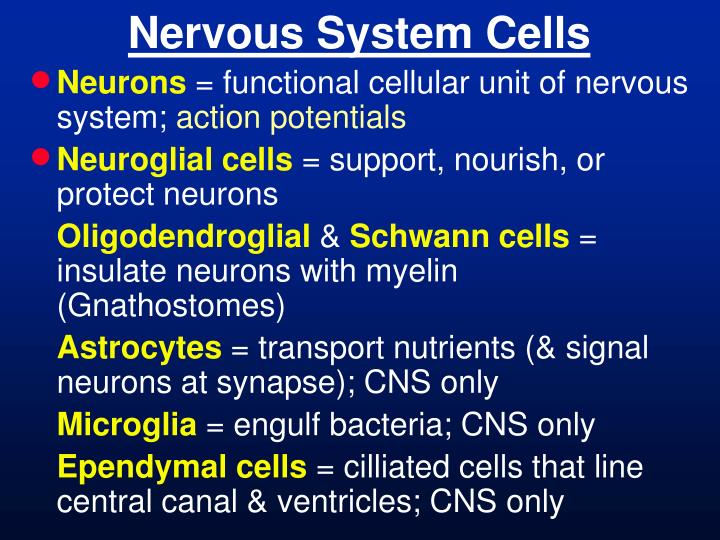 PPT - Nervous System Cells PowerPoint Presentation, free download - ID ...