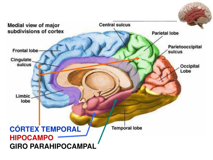 PPT - O LOBO TEMPORAL PowerPoint Presentation - ID:1063986