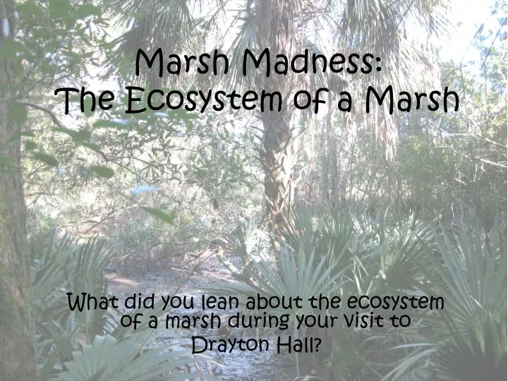 PPT - Marsh Madness: The Ecosystem of a Marsh PowerPoint Presentation ...