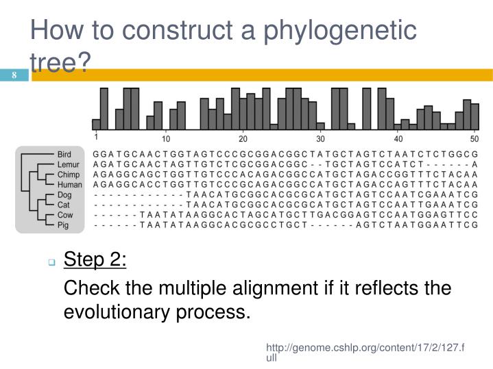 PPT - Phylogenetic tree construction PowerPoint Presentation - ID:1064843