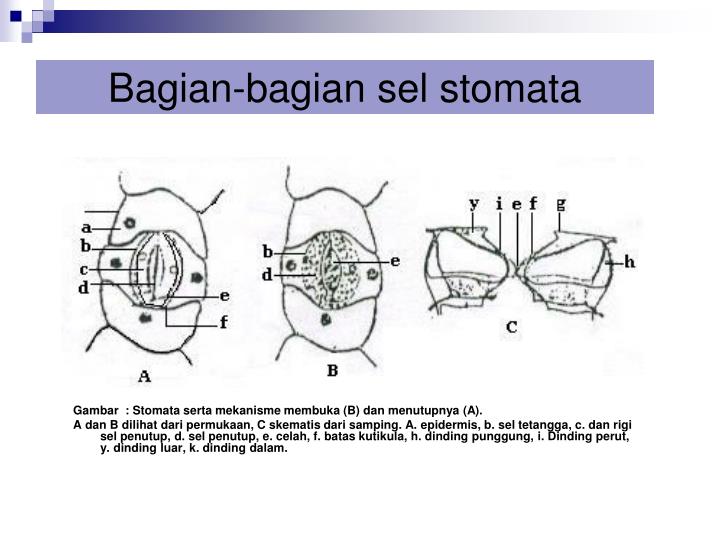 PPT - MERISTEM, JARINGAN DASAR DAN JARINGAN PELINDUNG PowerPoint ...