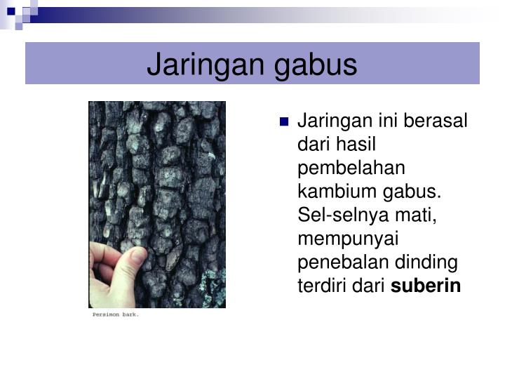 PPT - MERISTEM, JARINGAN DASAR DAN JARINGAN PELINDUNG PowerPoint ...