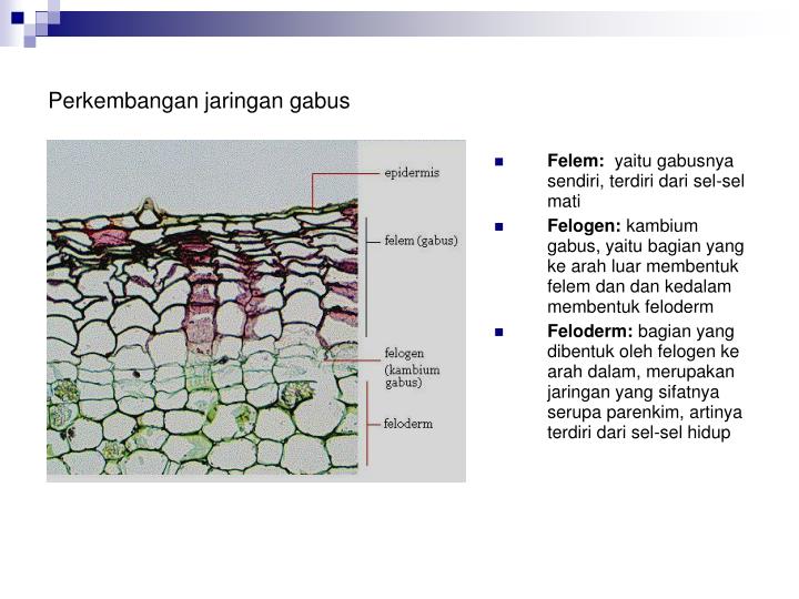 PPT - MERISTEM, JARINGAN DASAR DAN JARINGAN PELINDUNG PowerPoint ...