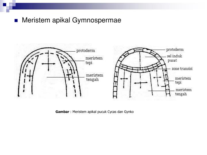PPT - MERISTEM, JARINGAN DASAR DAN JARINGAN PELINDUNG PowerPoint ...