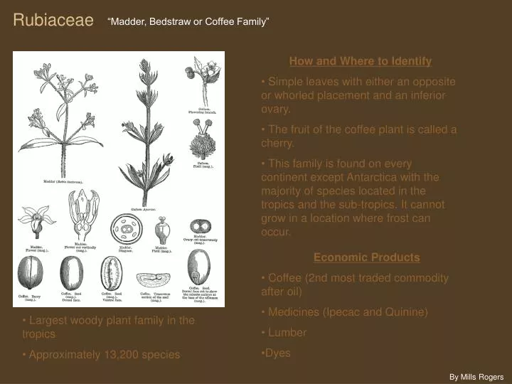 PPT - Rubiaceae PowerPoint Presentation, free download - ID:1065189