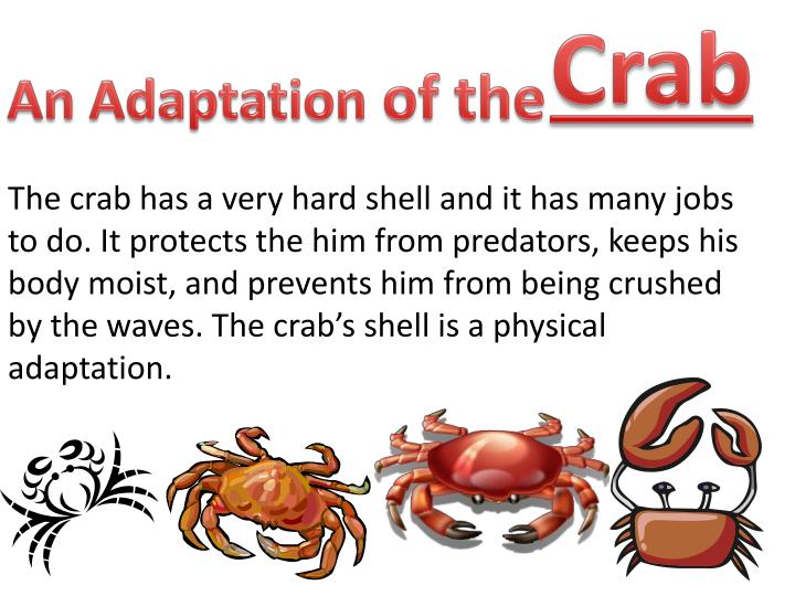 PPT - By Katie and Trevor. PowerPoint Presentation - ID:1066950