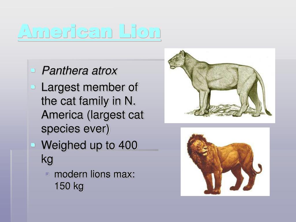 PPT - Pre-Columbian Archaeology of North America PowerPoint ...