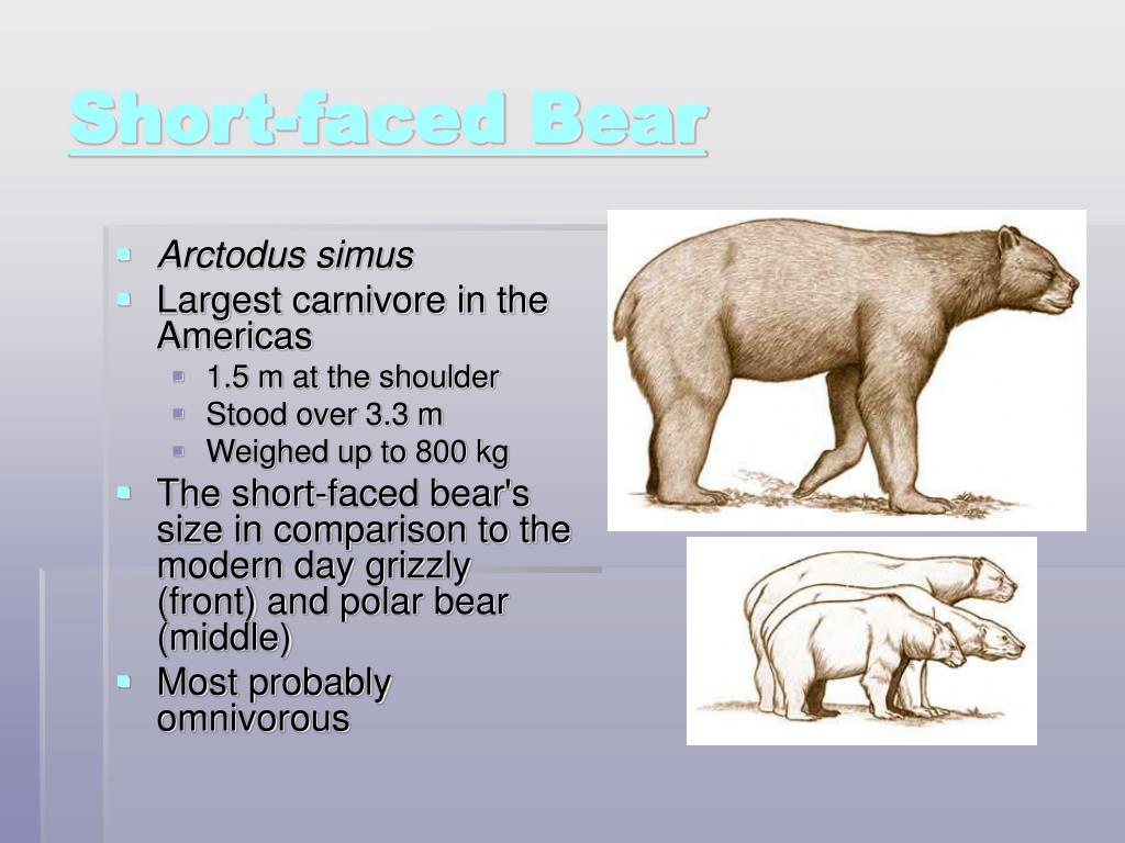 PPT - Pre-Columbian Archaeology of North America PowerPoint ...