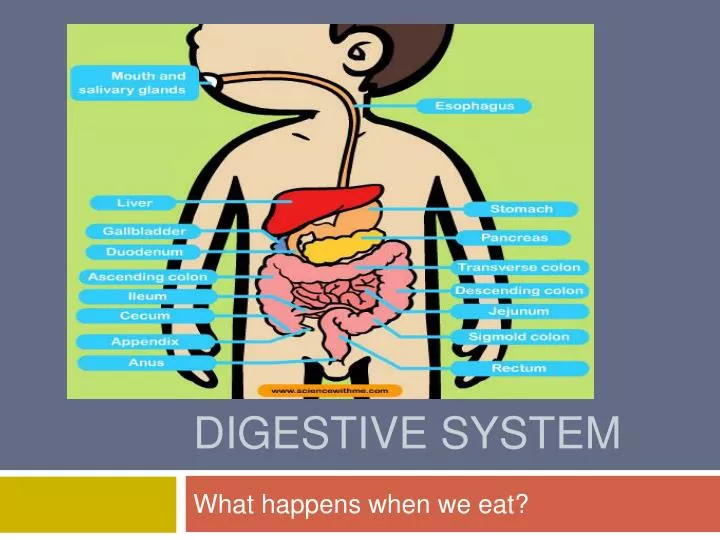 PPT - Digestive System PowerPoint Presentation, free download - ID:1068256