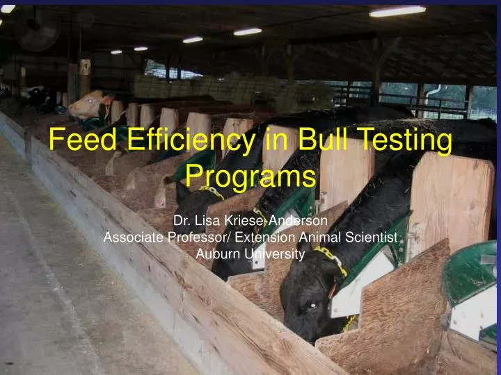 PPT - Feed Efficiency in Bull Testing Programs PowerPoint Presentation ...