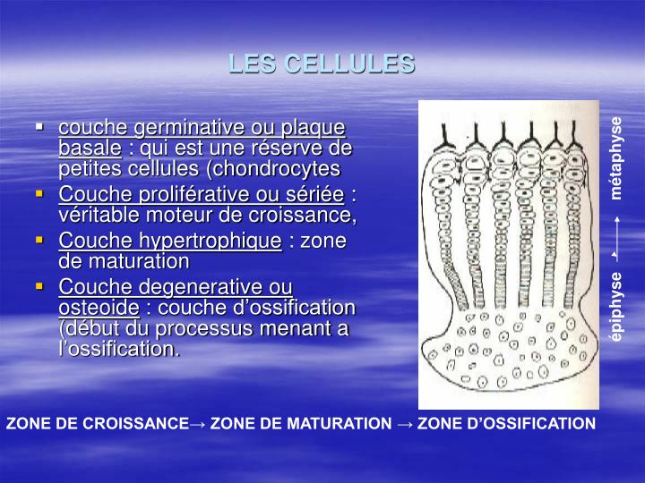 PPT - TRAUMATISMES CARTILAGE CROISSANCE PowerPoint Presentation - ID ...