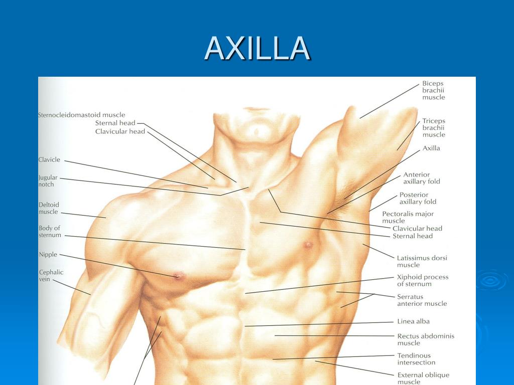 PPT AXILLA PowerPoint Presentation Free Download ID 1070787 PPT AXILLA PowerPoint Presentation Free Download ID 1070787