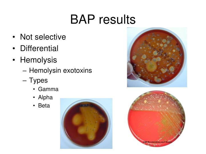 PPT - Normal Flora PowerPoint Presentation - ID:1072160