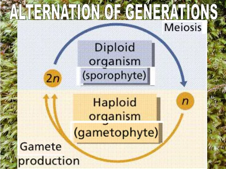 PPT - ALTERNATION OF GENERATIONS PowerPoint Presentation, free download ...