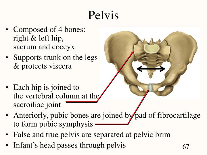 PPT - Chapter 8 The Skeletal System PowerPoint Presentation - ID:1074225
