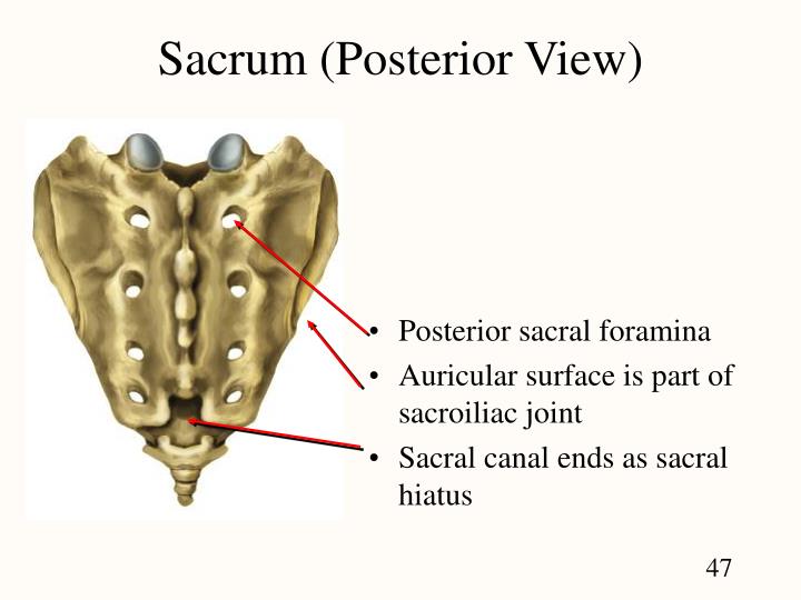 PPT - Chapter 8 The Skeletal System PowerPoint Presentation - ID:1074225