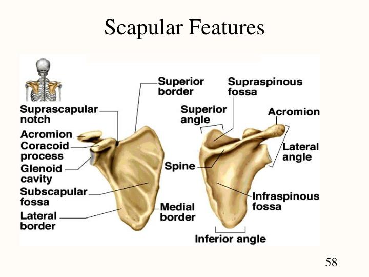 PPT - Chapter 8 The Skeletal System PowerPoint Presentation - ID:1074225