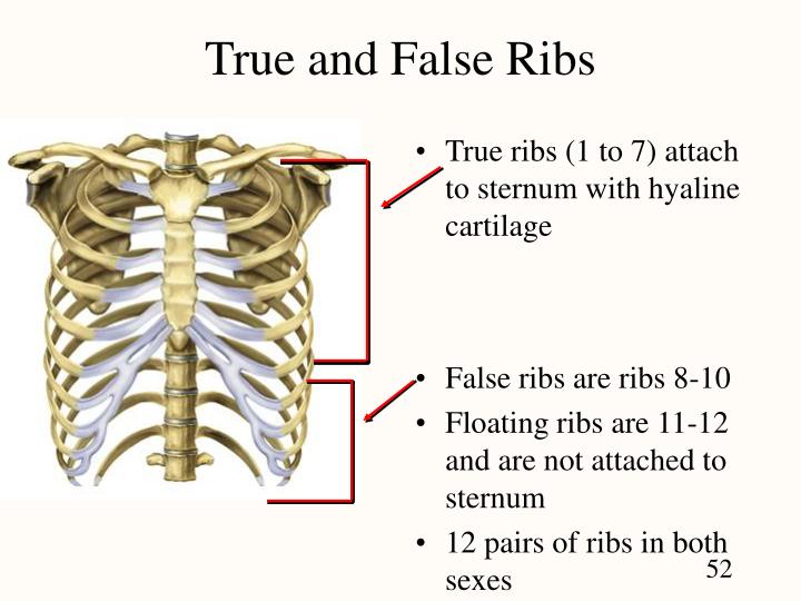 PPT - Chapter 8 The Skeletal System PowerPoint Presentation - ID:1074225