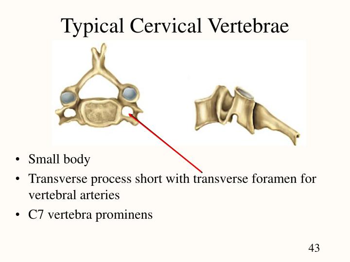 PPT - Chapter 8 The Skeletal System PowerPoint Presentation - ID:1074225