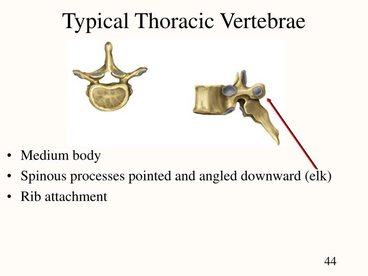 PPT - Chapter 8 The Skeletal System PowerPoint Presentation - ID:1074225