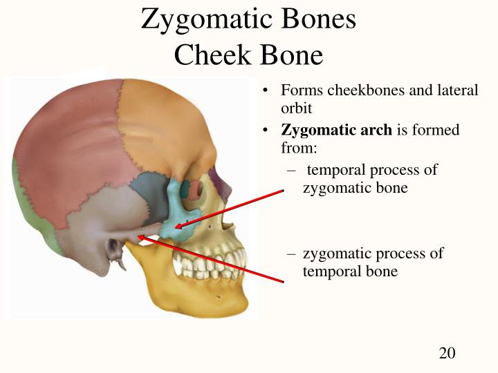 PPT - Chapter 8 The Skeletal System PowerPoint Presentation - ID:1074225