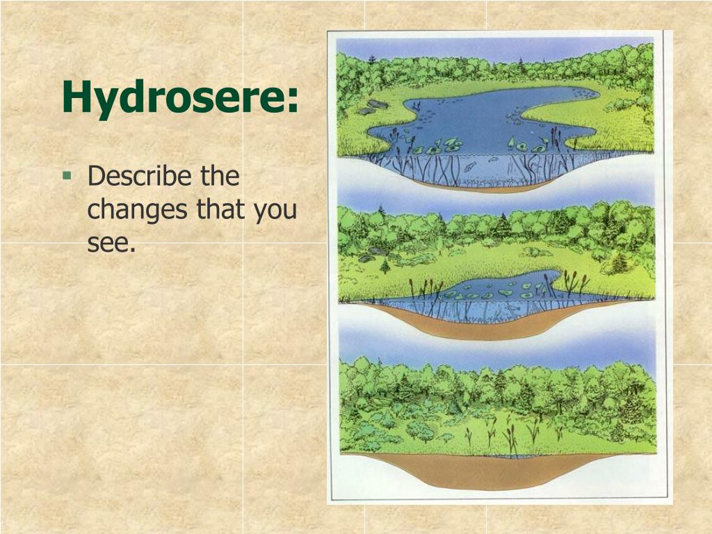 PPT - Hydrosere Succession at Poynton Park and Pool: An Ecological Case ...