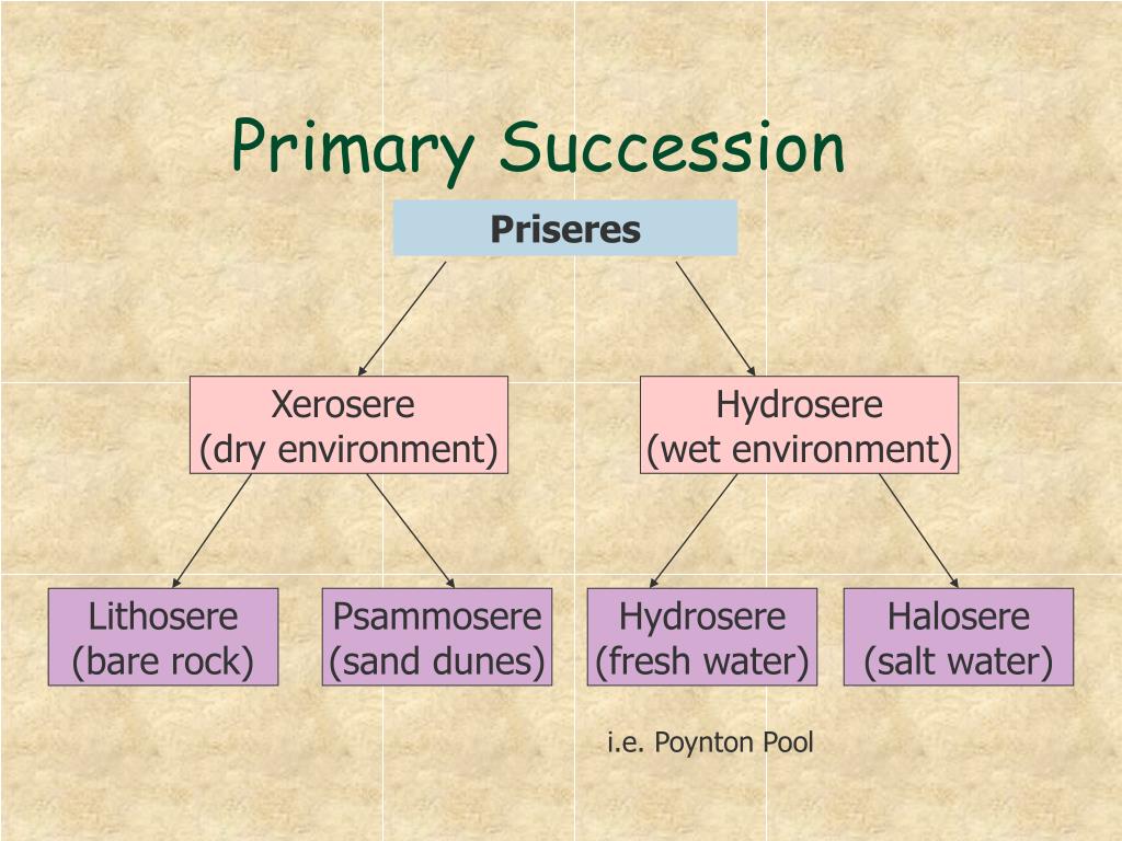 PPT - Hydrosere Succession at Poynton Park and Pool: An Ecological Case ...