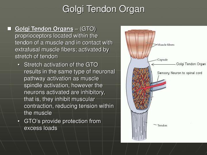 PPT - Essentials of Strength Training & Conditioning PowerPoint ...