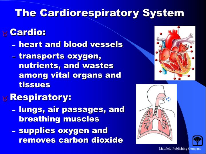 PPT - Cardiorespiratory Endurance PowerPoint Presentation - ID:1077856