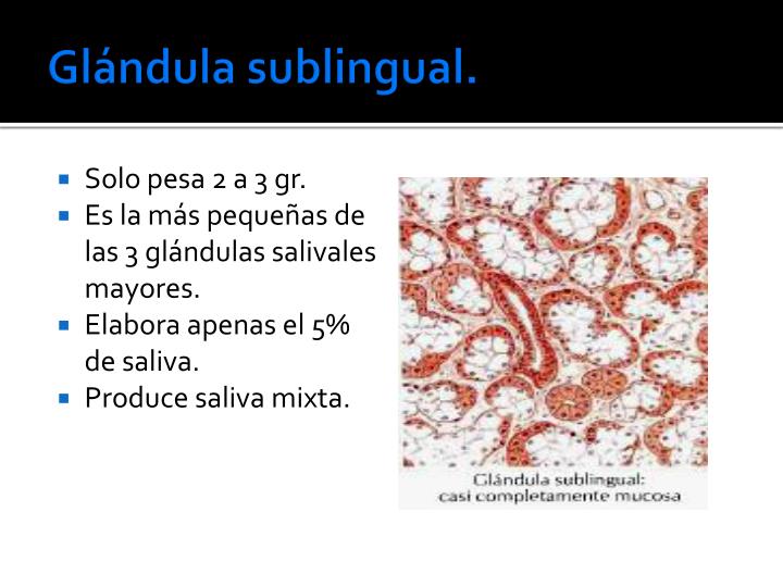 PPT - HISTOLOGIA DEL SISTEMA DIGESTIVO: GLÁNDULAS. PowerPoint ...