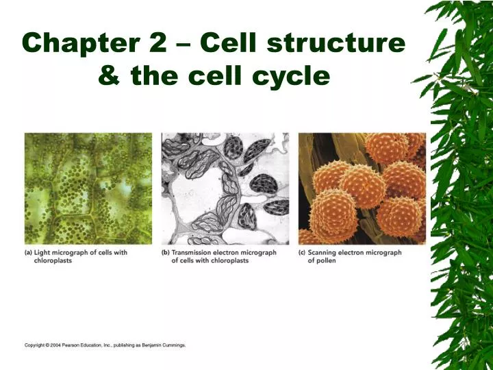 PPT - Chapter 2 – Cell structure & the cell cycle PowerPoint ...