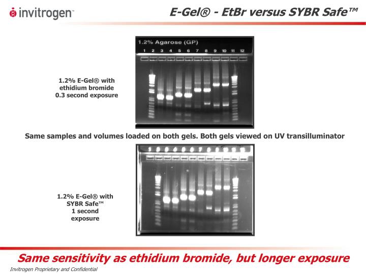 PPT - SYBR Safe versus ethidium bromide PowerPoint Presentation - ID ...
