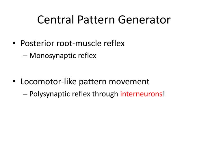 PPT - Functional Neuroanatomy of Spinal Cord PowerPoint Presentation ...