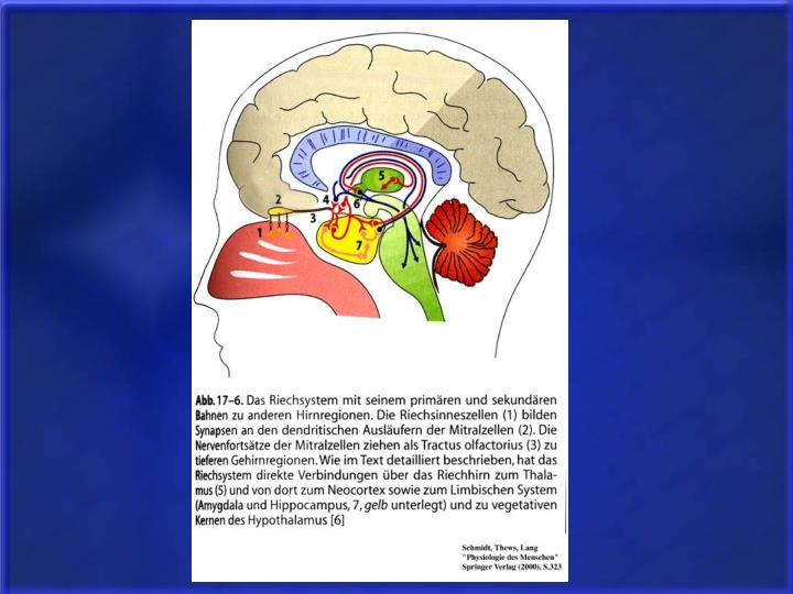 PPT - Geruchs- und Geschmackssinn PowerPoint Presentation - ID:1085808