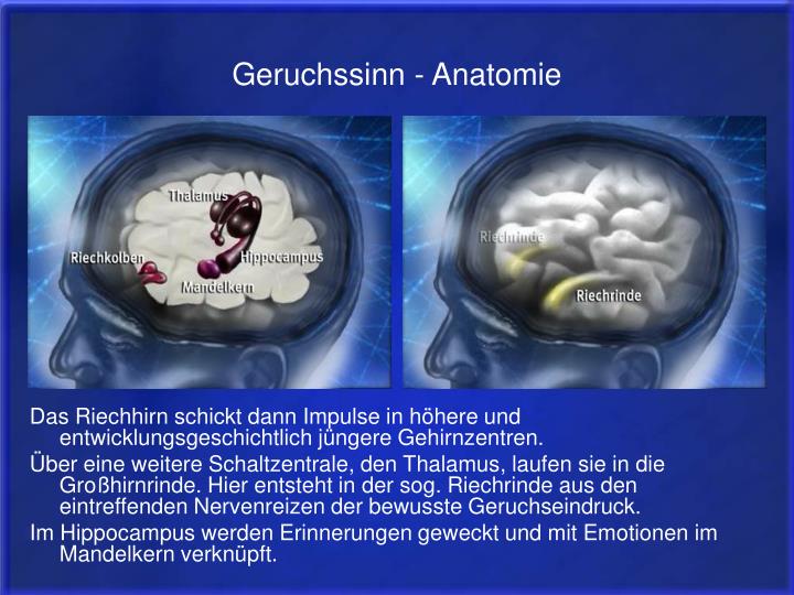 PPT - Geruchs- und Geschmackssinn PowerPoint Presentation - ID:1085808