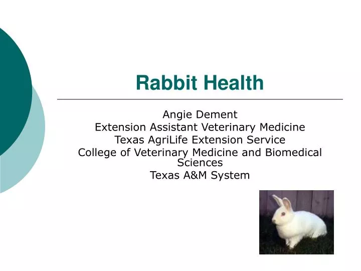 PPT - Rabbit Health PowerPoint Presentation, free download - ID:1086894