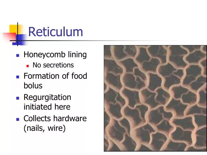 PPT - Reticulum PowerPoint Presentation, free download - ID:1089046