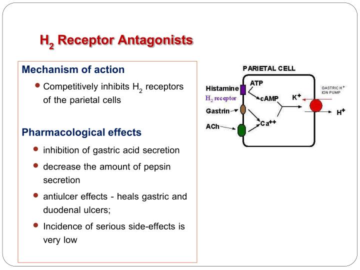 PPT - Antihistamines PowerPoint Presentation - ID:1089057