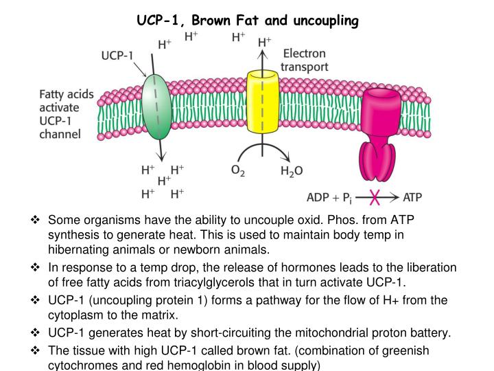 PPT - Respiratory control : Rate of oxidative phosphorylation is ...