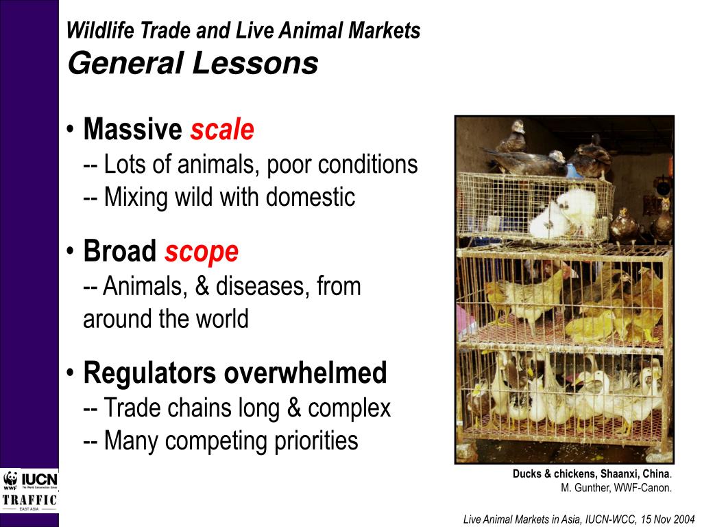 PPT - Wildlife Trade and Live Animal Markets A regional perspective ...