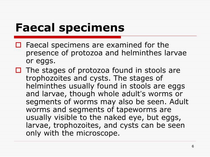 PPT - Preparation of direct wet mount PowerPoint Presentation - ID:1089497