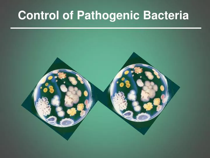 PPT - Control of Pathogenic Bacteria PowerPoint Presentation, free ...