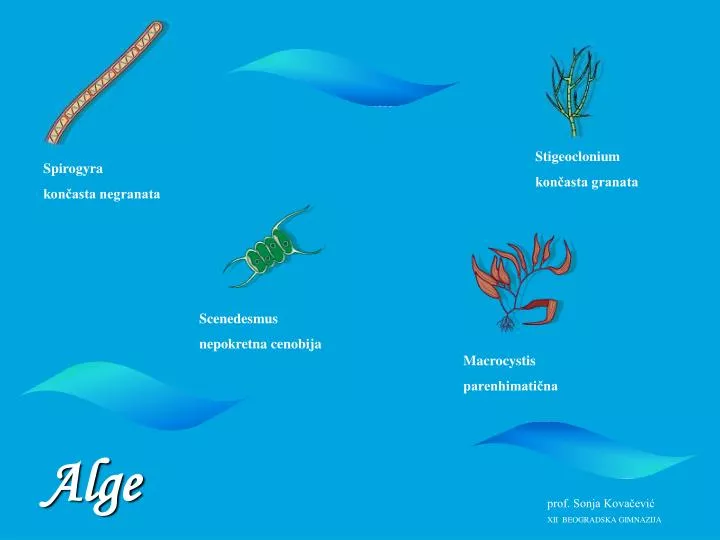 PPT - Alge PowerPoint Presentation, free download - ID:1090578