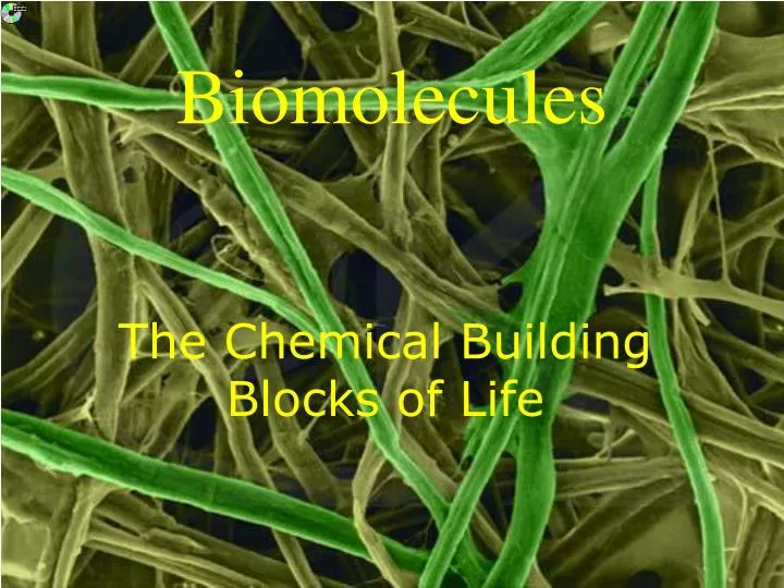 PPT - Biomolecules PowerPoint Presentation, free download - ID:1091680