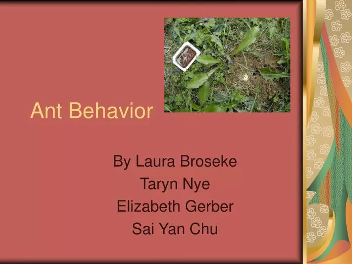 PPT - Ant Behavior PowerPoint Presentation, free download - ID:1091817