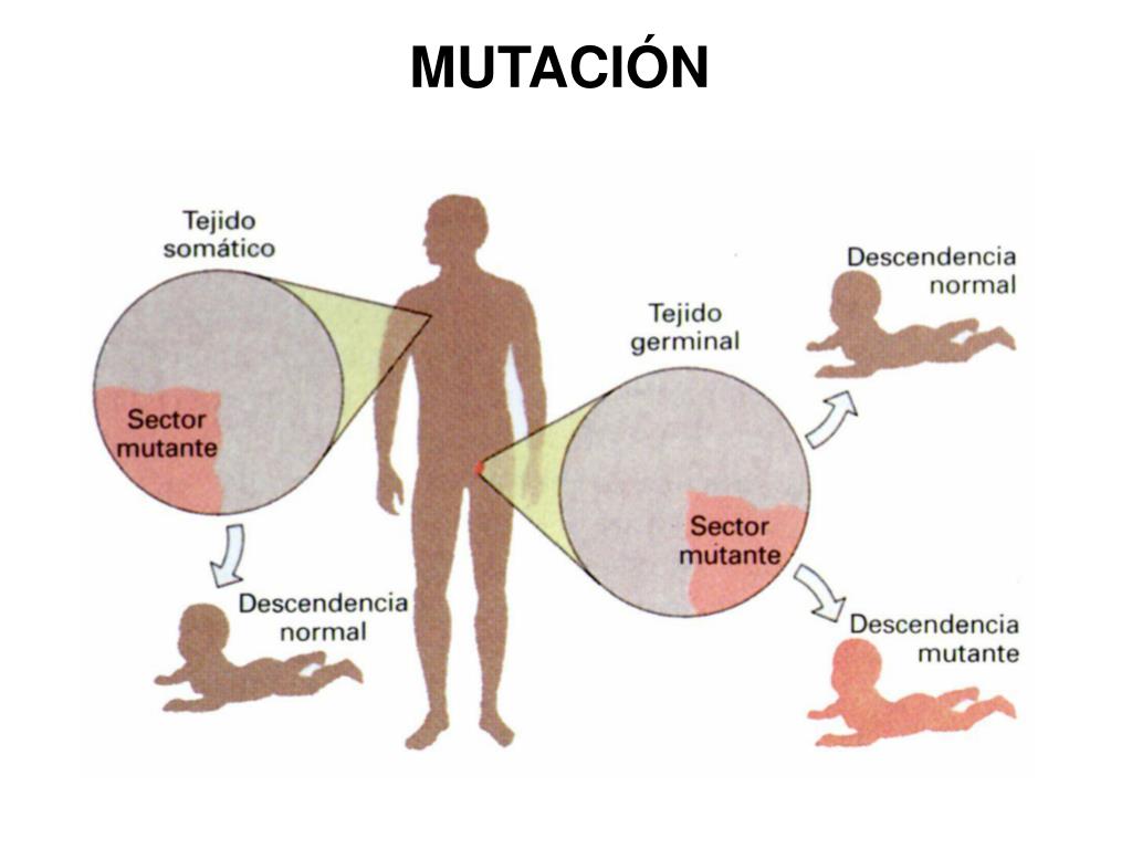 PPT - MUTACIÓN PowerPoint Presentation, free download - ID:1092548