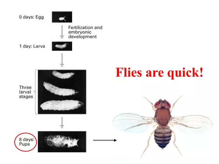 PPT - Flies are quick! PowerPoint Presentation, free download - ID:1092560